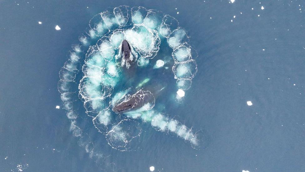 Following Antarctic whales for climate change clues - BBC News