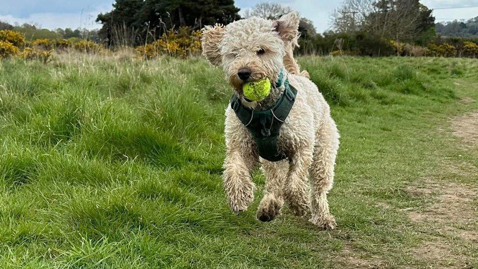 Oliver Voysey heartbroken after missing cockapoo Bob found dead - BBC News