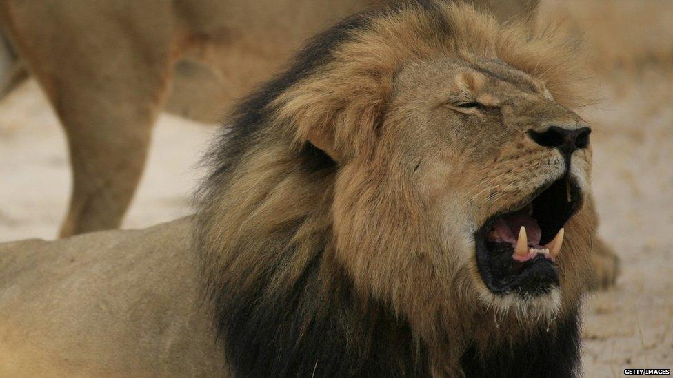 Cecil the lion honoured... in beer and smartphones - BBC News
