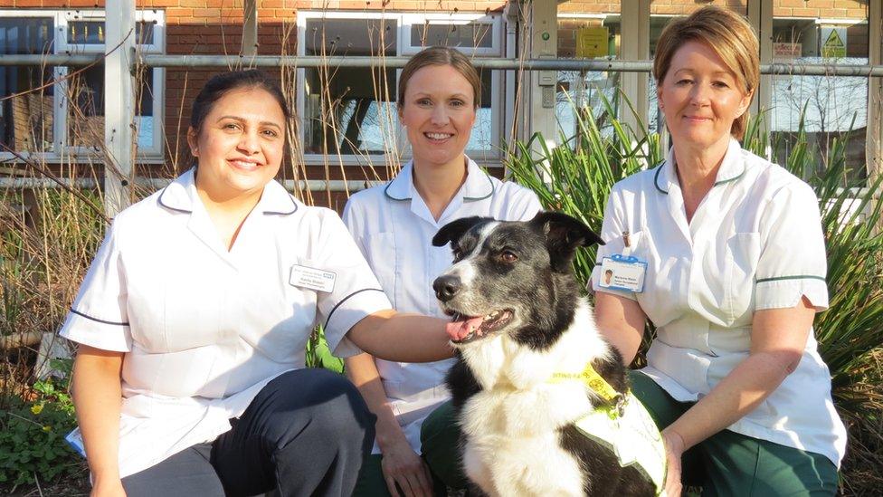 Rescue dog's journey from stray to saviour - BBC News