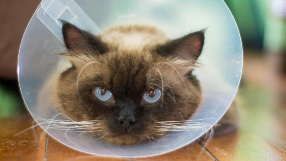 Scientists crack open the 'black box' of cancer in cats - BBC News