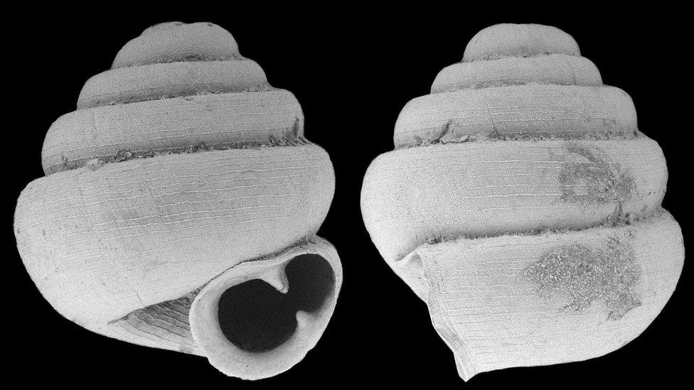 New species of tiny snail found in China - BBC Newsround