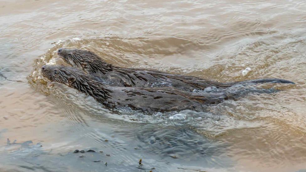 River Wansbeck otter cubs pictured playing - BBC News