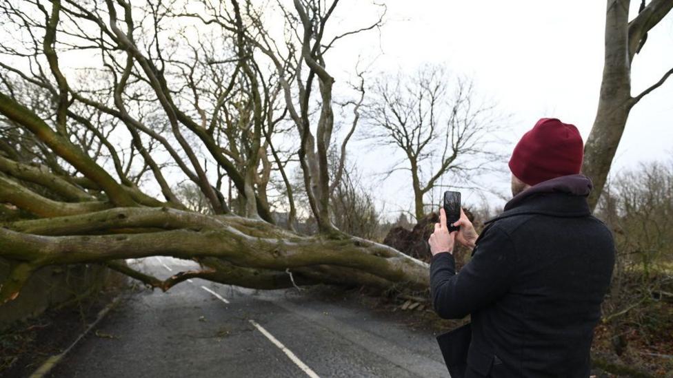 Game of Thrones: Dark Hedges trees 'coming to end of their lives' - BBC ...