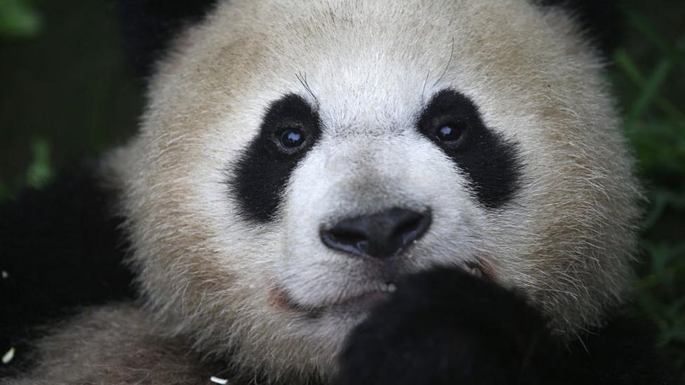 Scientists identify new species of ancient European panda - BBC Newsround