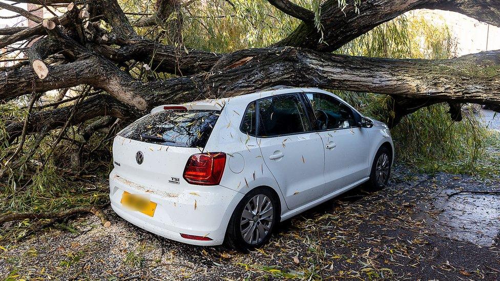 Car crushed in Exeter street by fallen tree - BBC News