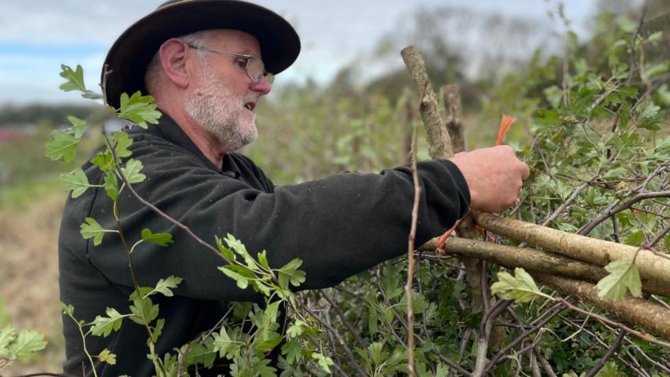 Competitors vie for title at national hedgelaying championships - BBC News