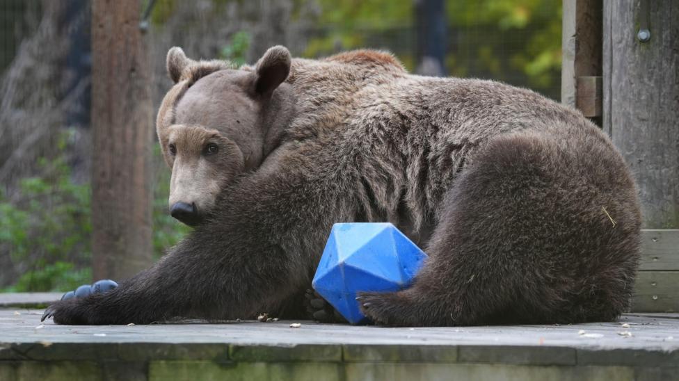 Boki the bear recovering from brain surgery says Wildwood Trust - BBC ...