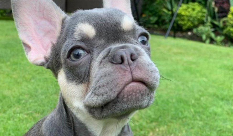 Daily Pelsall search for puppy 'who must have been stolen' - BBC News