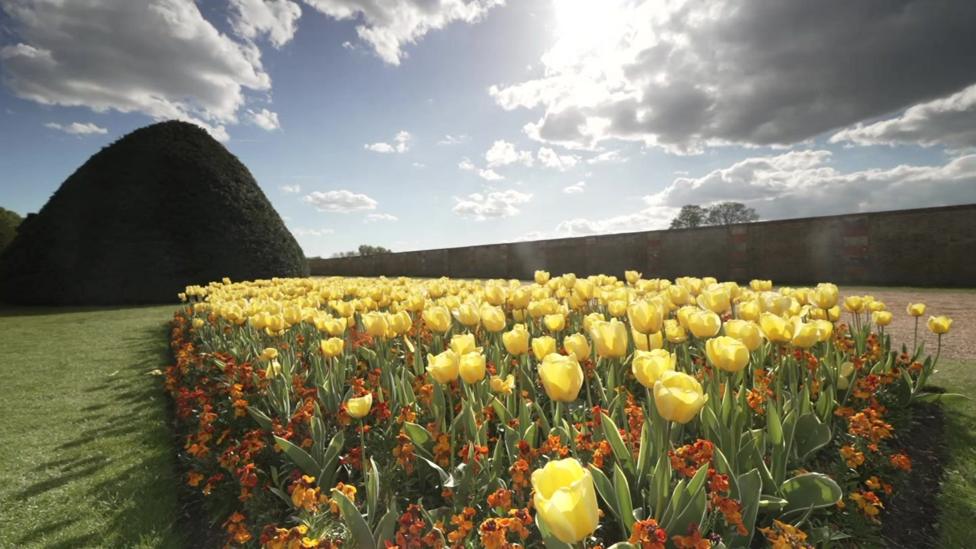 Hampton Court Palace tulips in full bloom for annual festival - BBC News