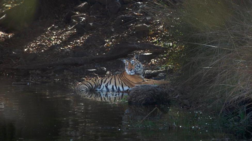 Arrowhead: Remembering India's iconic crocodile-hunting tigress - BBC News