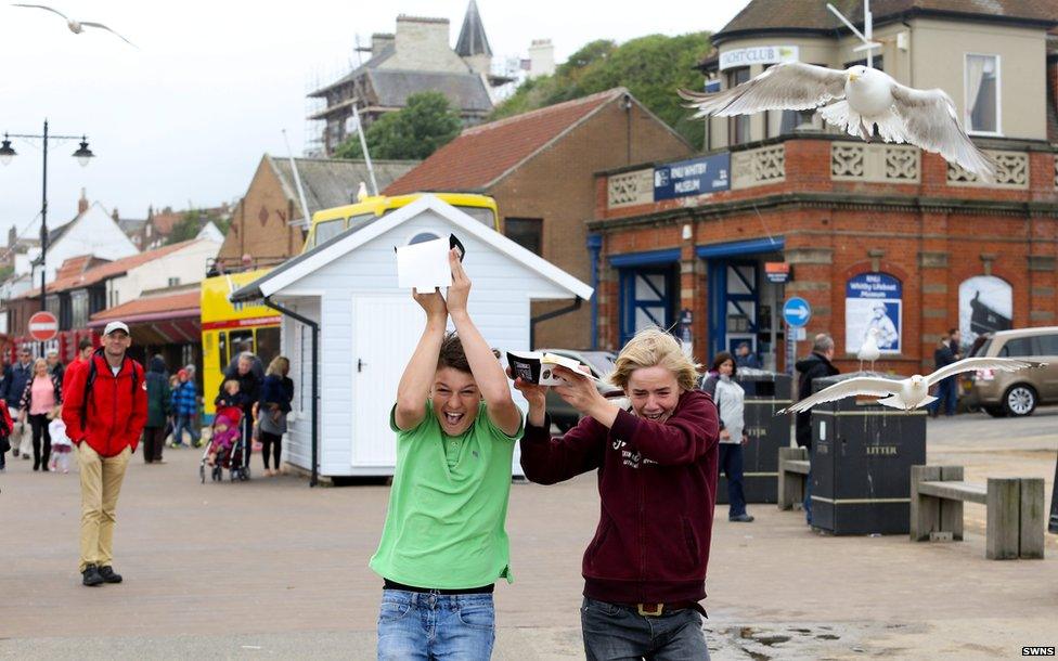 'Gull running' craze sweeps UK seaside towns from Whitby to Newquay ...
