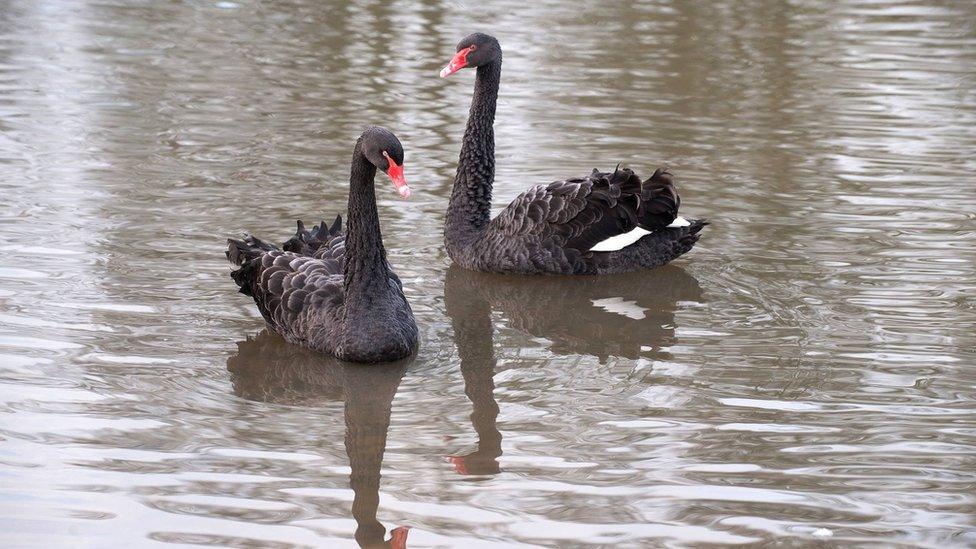 Markenfield Hall swan 'savaged to death' by otter - BBC News