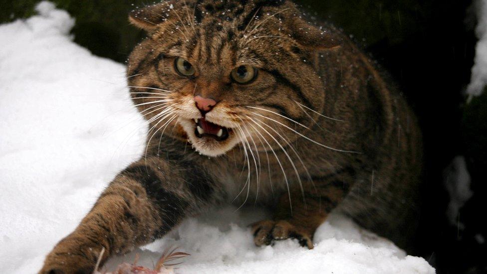 West Highland wildcat haven extended to cover 800 sq miles - BBC News