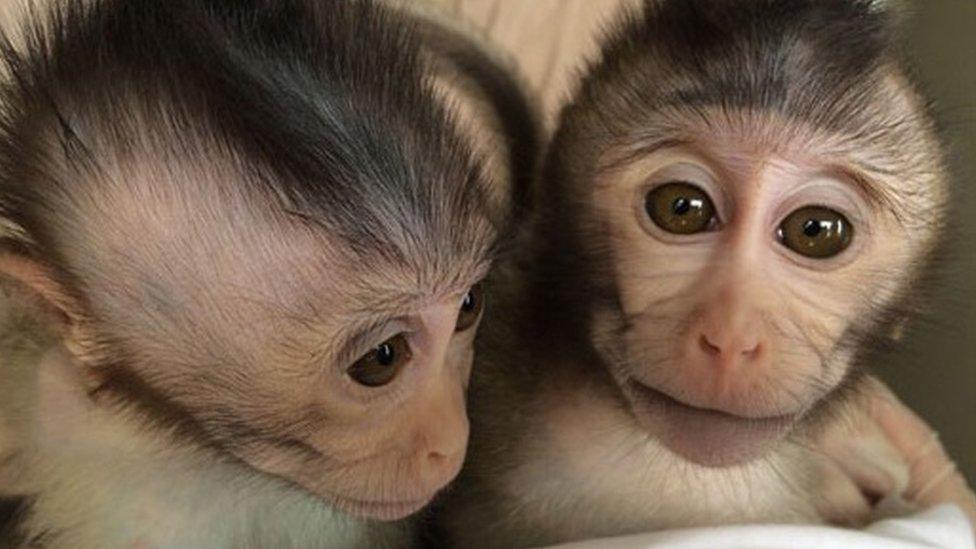 Scientists create the first ever autistic monkeys - BBC News