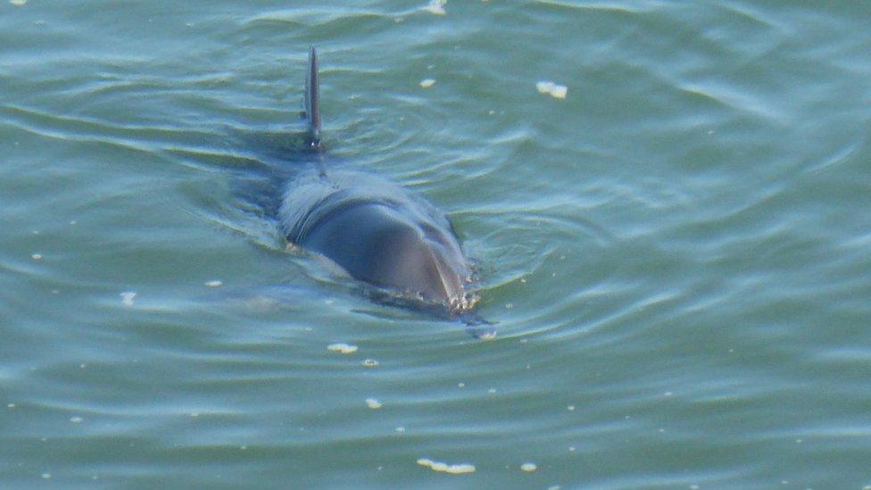Sheringham dolphin sighting 'one of only 10 since 1800s' - BBC News
