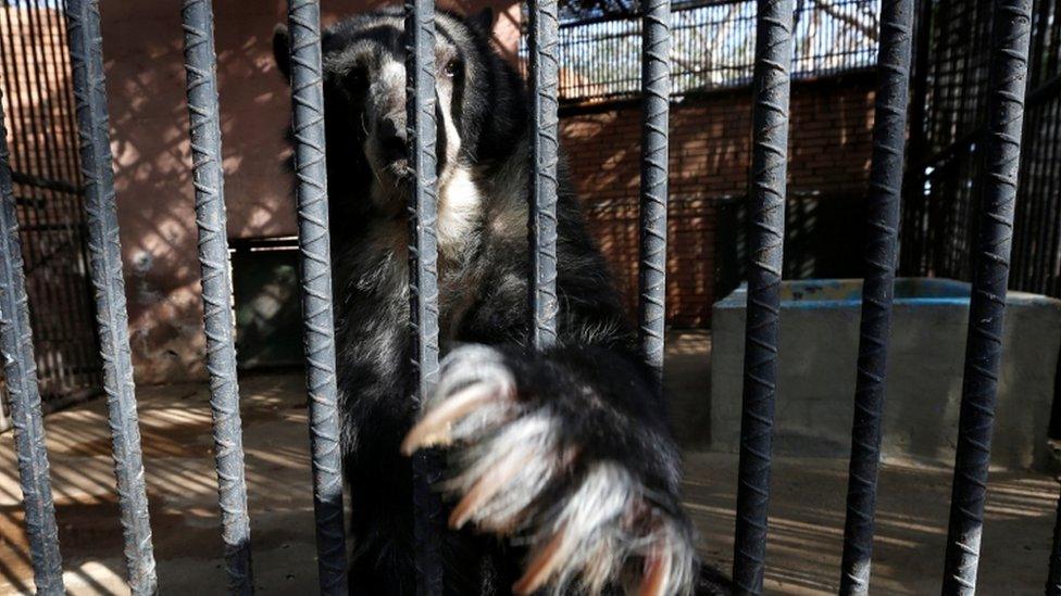 Animals go hungry in Venezuela zoos due to shortages - BBC News