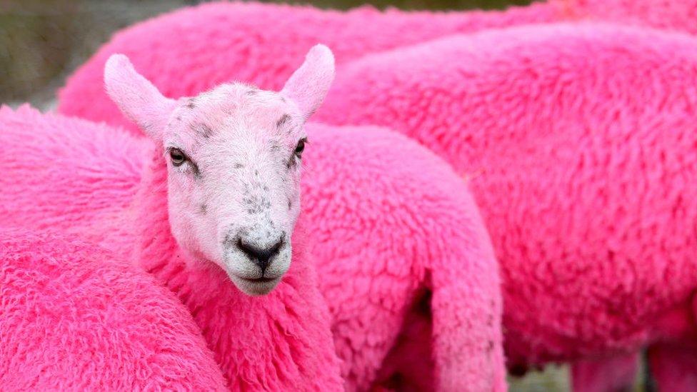 Animal rights: The problem with these pink sheep - BBC Newsround