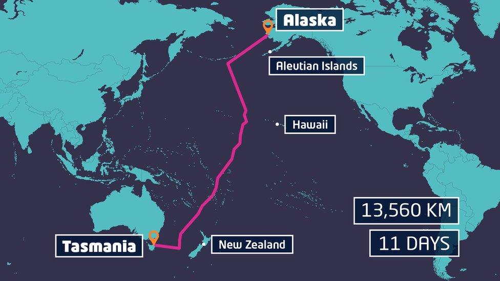 Birds: Bar-tailed Godwit breaks record for longest non-stop flight ...