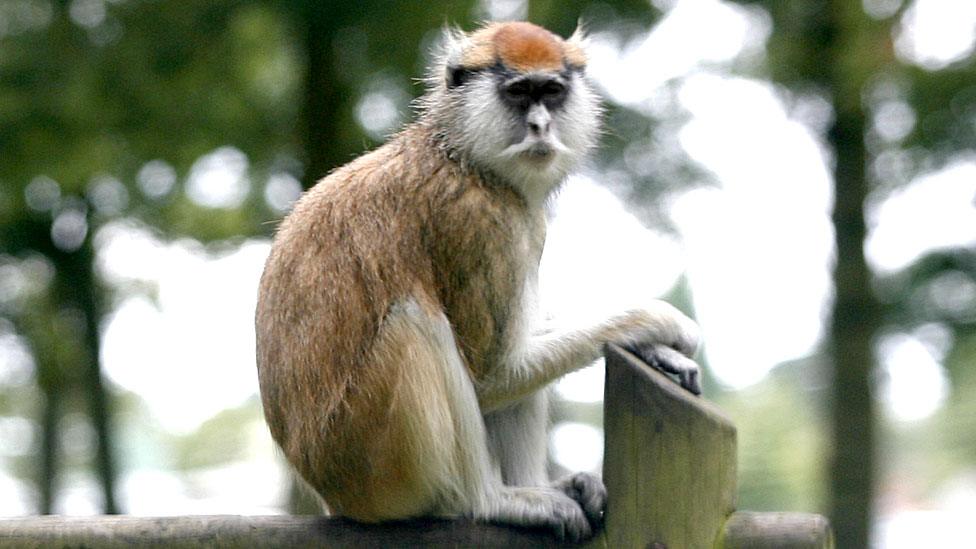 Woburn Safari Park fire: Thirteen patas monkeys killed - BBC News