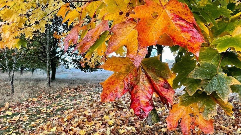 Weather Watchers: Your pictures of autumn leaves - BBC Weather