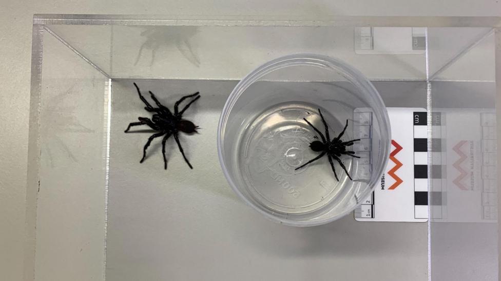 Bigger, more venomous species of deadly spider discovered - BBC Newsround