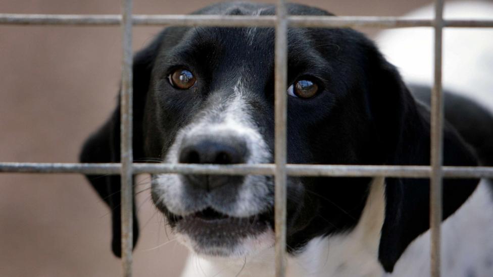 Dogs Trust charity Freedom scheme helps domestic abuse victims - BBC News