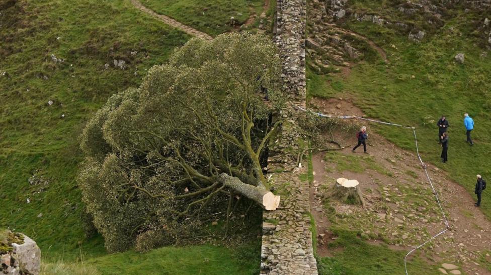 Sycamore Gap trial: What have jurors heard this week? - BBC News