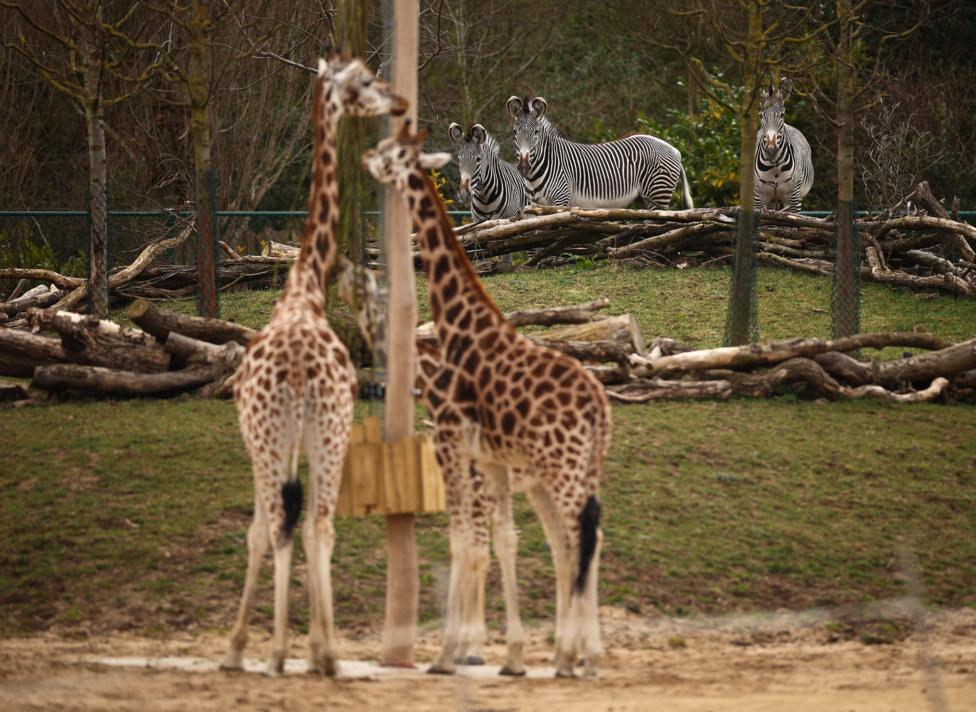 Chester Zoo sees return of rare bat-eared foxes after 30 years - BBC News
