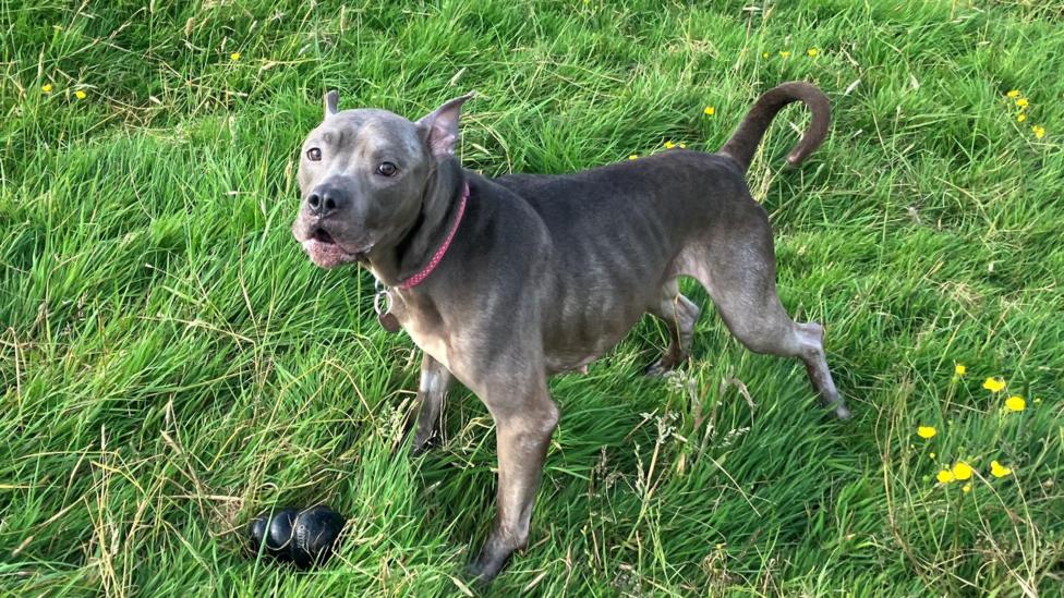 Luna the dog makes 'amazing' recovery from 'worst case of neglect ...