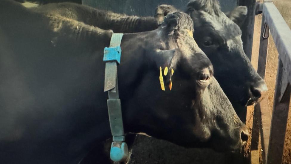 Electronic cow collars helping farms reduce impact on environment - BBC ...