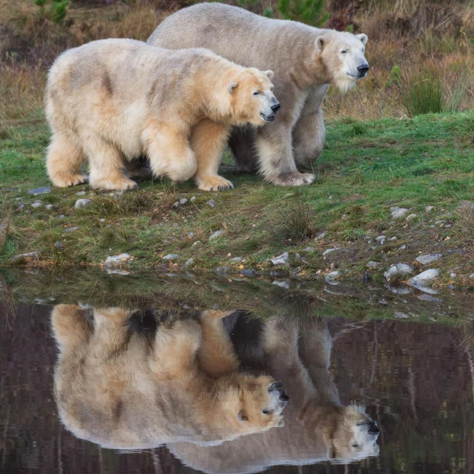 UK's oldest polar bear put down at Highland Wildlife Park - BBC News