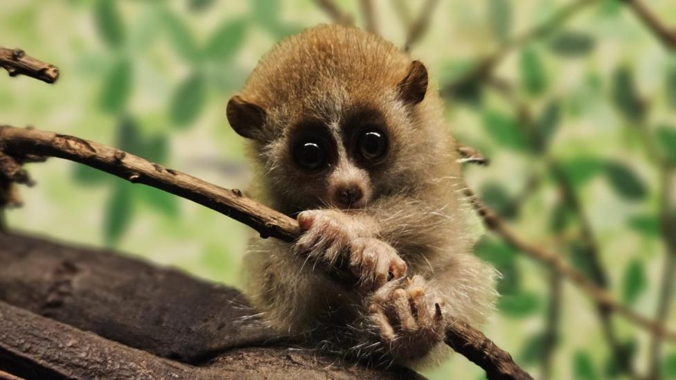 Slow loris: Zoo welcomes rare pygmy loris twins - BBC Newsround