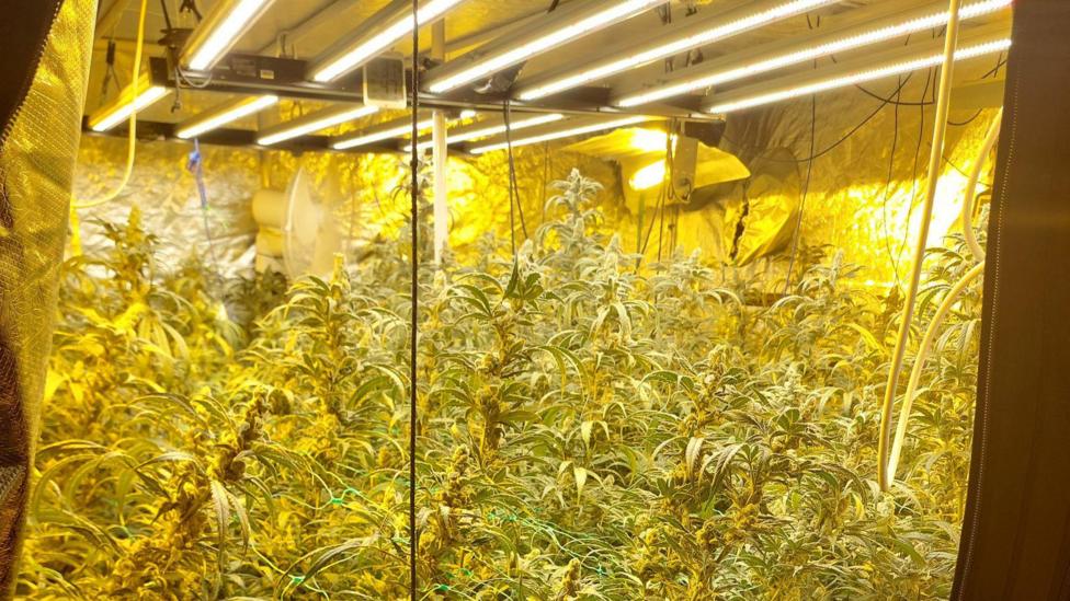 Hillsborough: Hundreds of cannabis plants discovered in village - BBC News