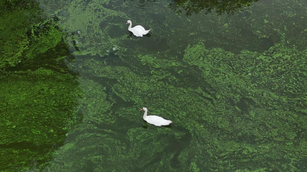 Lough Neagh: How can the blue-green algae problem be solved? - BBC News