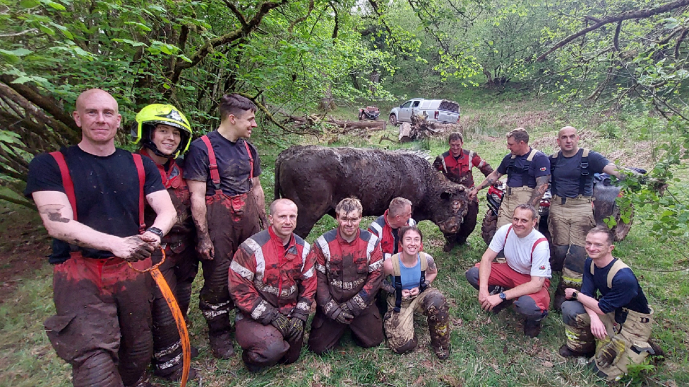 Bruce the bull and others that needed help after getting stuck - BBC ...
