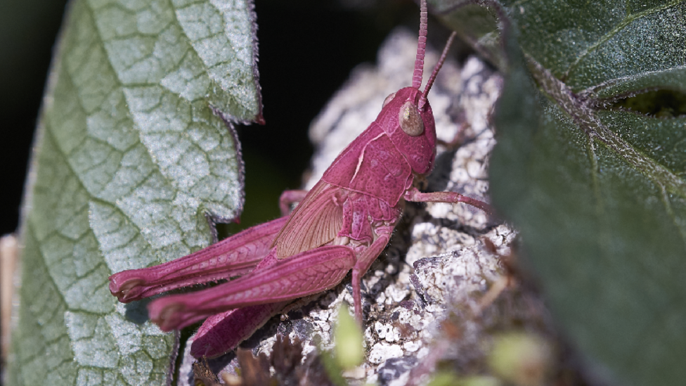 Anglesey: Rare pink grasshopper spotted in garden - BBC News