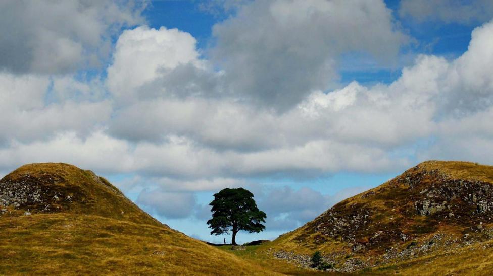 Toby Carvery owner admits cutting down ancient Enfield oak tree - BBC News