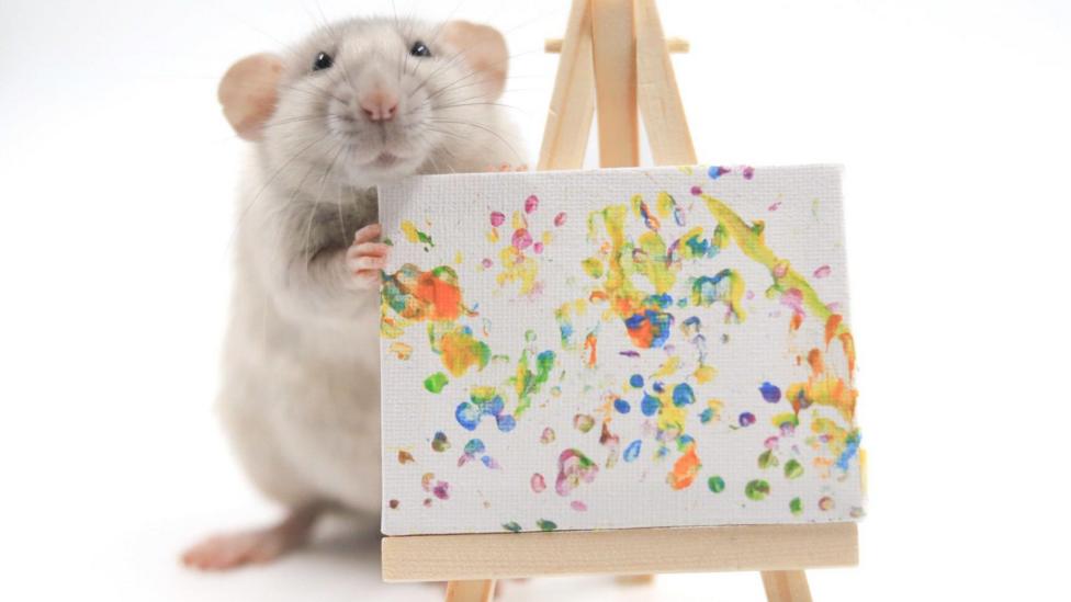Rats' paintings sold to people around the world - BBC News