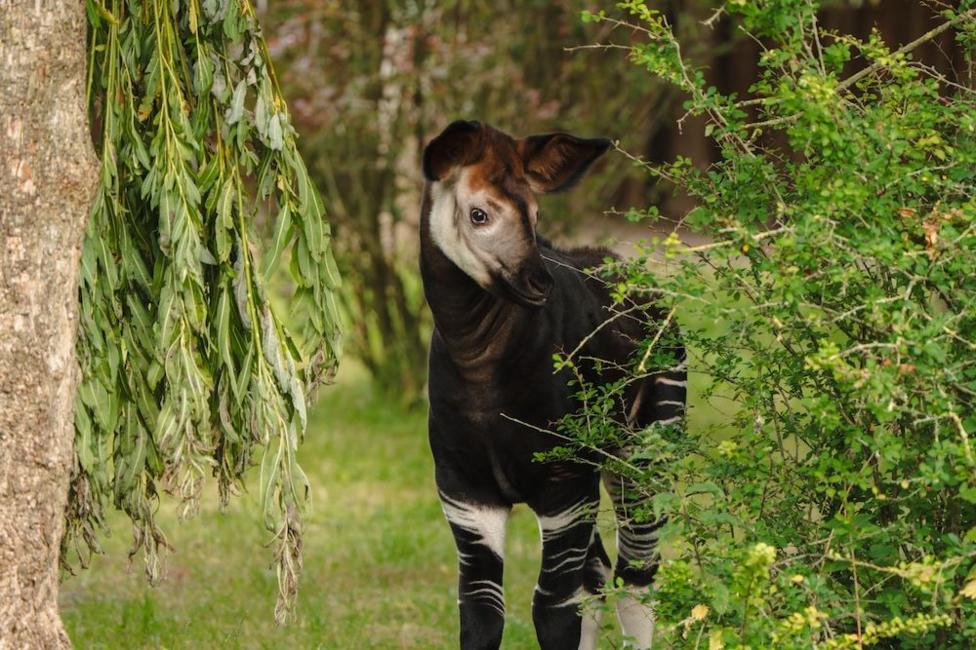 Rare African okapi born at Chester Zoo - BBC Newsround