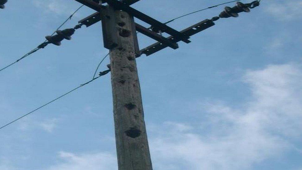 Woodpecker drilling damages 6,000 electricity poles - BBC News