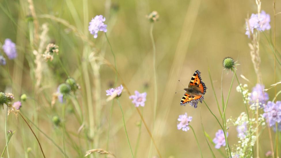 Plea to gardeners after one of worst years ever for butterflies - BBC News