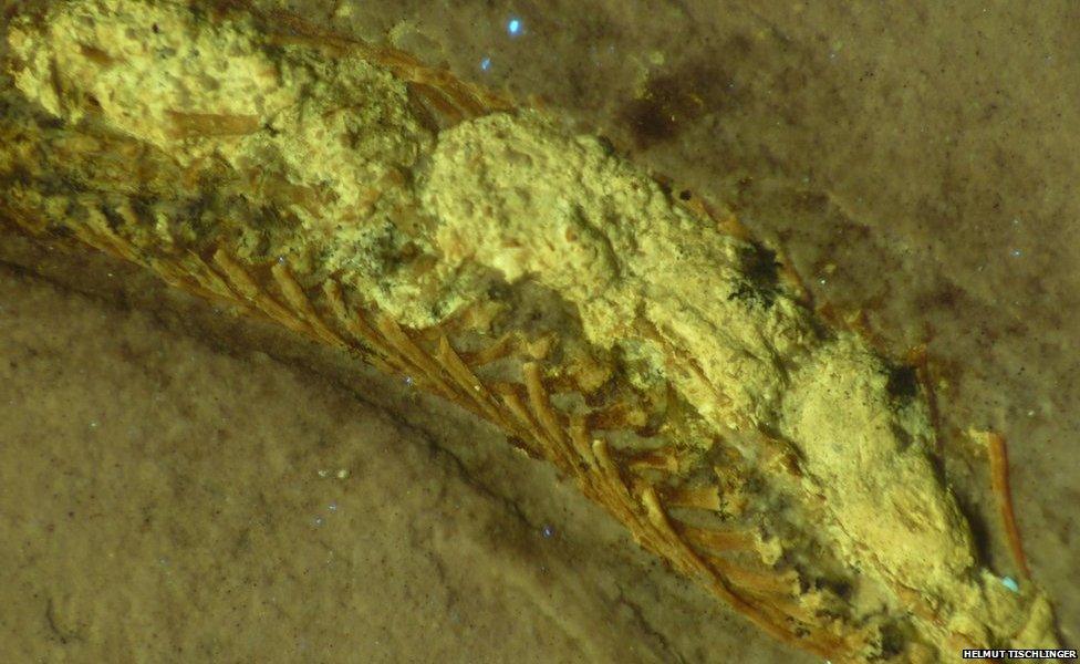 Four-legged snake ancestor 'dug burrows' - BBC News