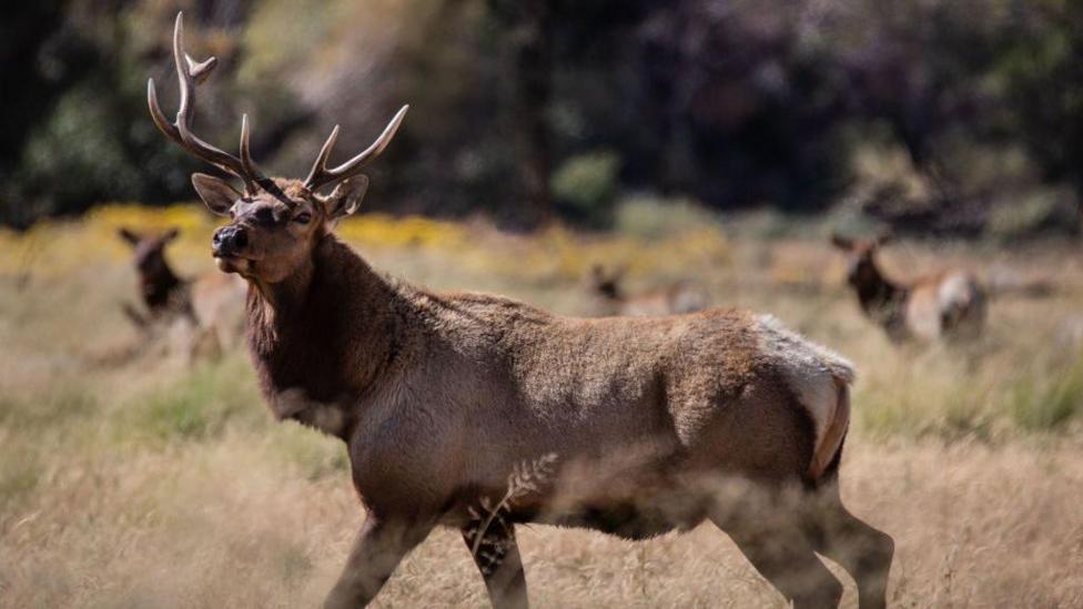 Re-wilding Wildlife: After 3,000 years Elk could return to the UK - BBC ...