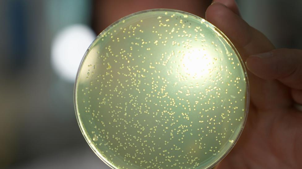 Synthetic Human Genome Project gets go ahead - BBC News