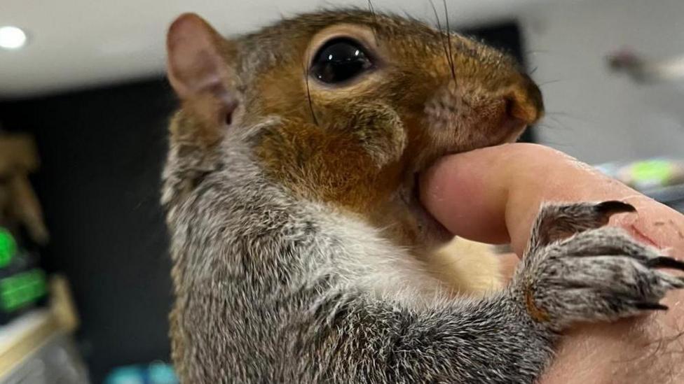 Guernsey invasive squirrel will 'have to stay in enclosure' - BBC News