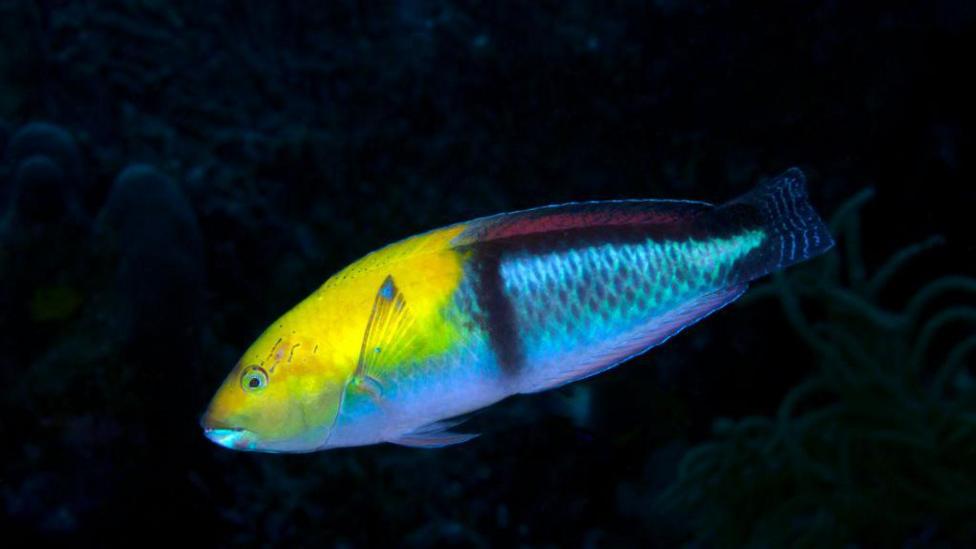Ocean wildlife: Reef fish use tools to open shells - BBC Newsround