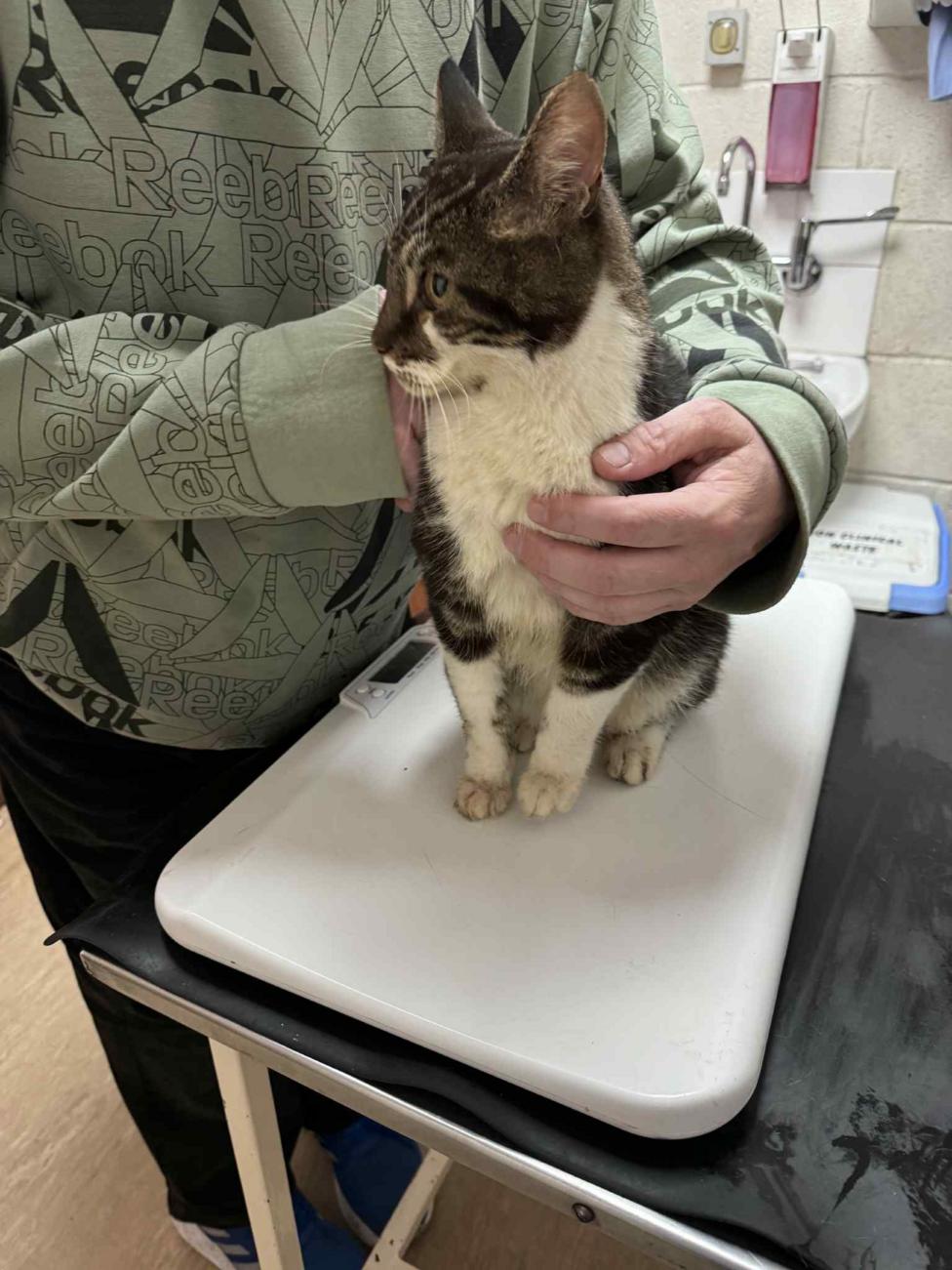 Cat hurt in fire survives four weeks in burned-out building - BBC News