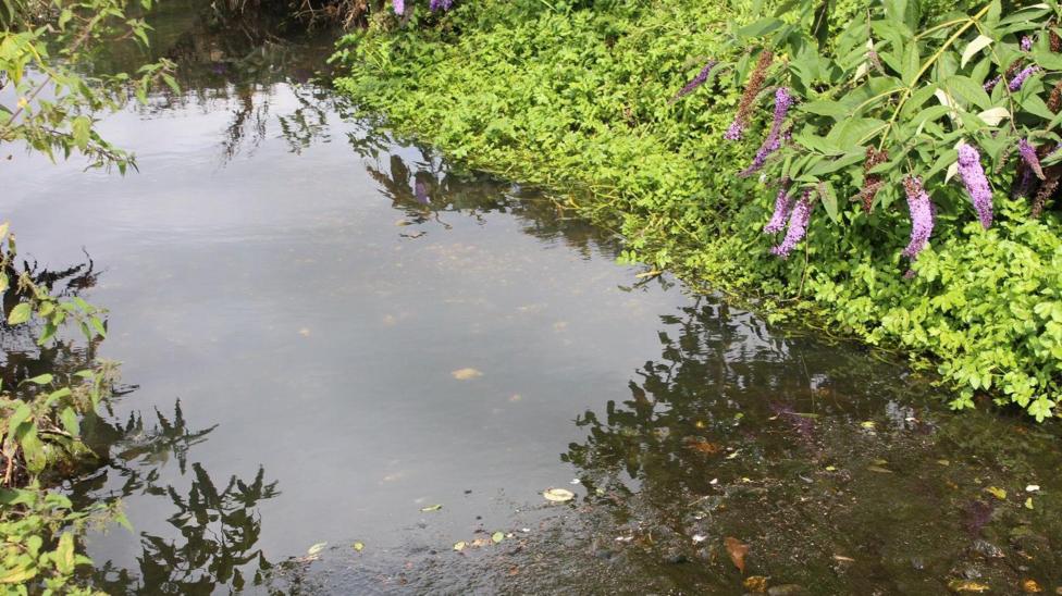 Luton's River Lea 'should be celebrated' in photo competition - BBC News