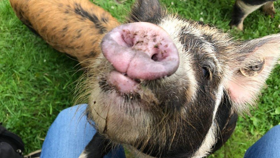 Heol Senni company's pig walks in Brecon Beacons - BBC News